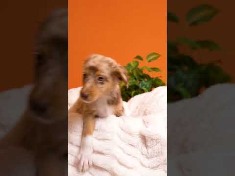 Fur-tastic Photos: Puppies in Focus #puppies