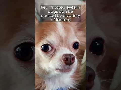 The Shocking Reason Your Dog's Eyes are Red