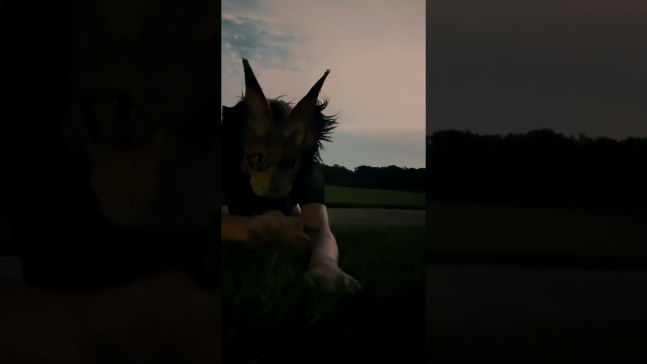 Dog you guys liek Storms ? #alterhuman #theriantropy #antizoo #therians #therian