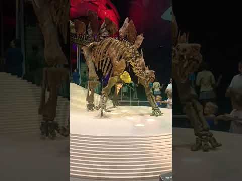 The World's Most Complete Stegosaurus Fossil. Took 18 months to extract it. #rarediscovery #dinosaur