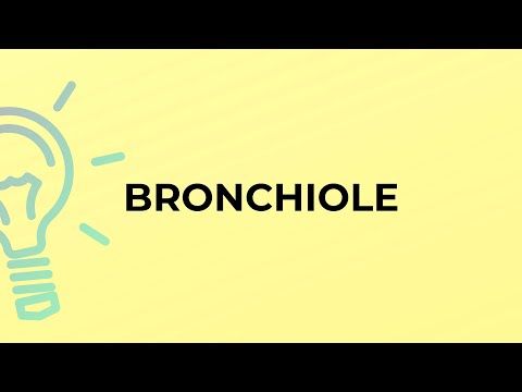 What is the meaning of the word BRONCHIOLE?