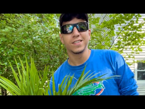 Majesty Palm Care | Bumbaca Botanicals