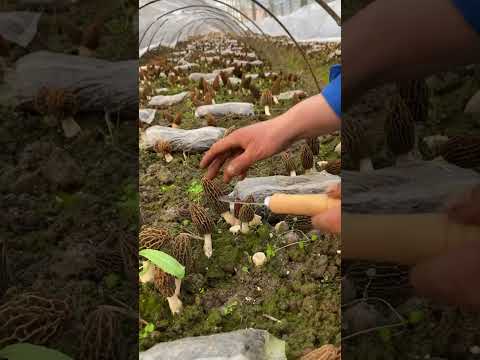 Morel Mushrooms Harvest – Fresh and Ready to Enjoy!