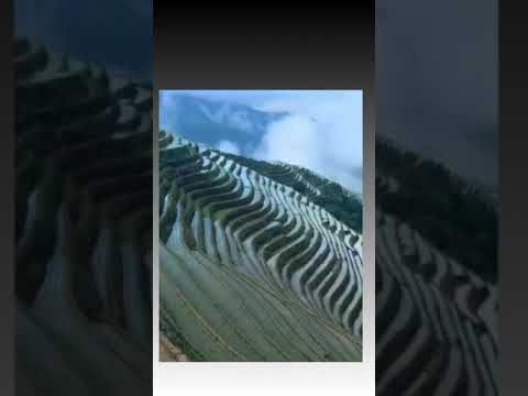 Paddy growing by contour ploughing method
