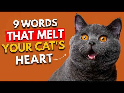 9 WORDS That TOUCH Your Cat’s HEART — What Your Cat Needs to Hear