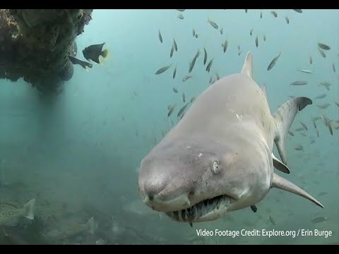 Science Brief: Sand Tiger Sharks in North Carolina