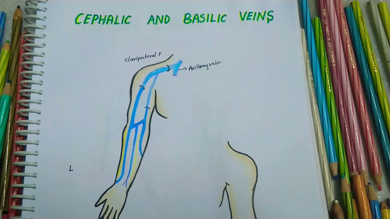 CEPHALIC || BASILIC || MEDIAN CUBITAL VEIN || Origin || Drainage || Uses || All you need to know
