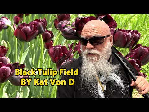 Black Tulips Kat Von D's Garden