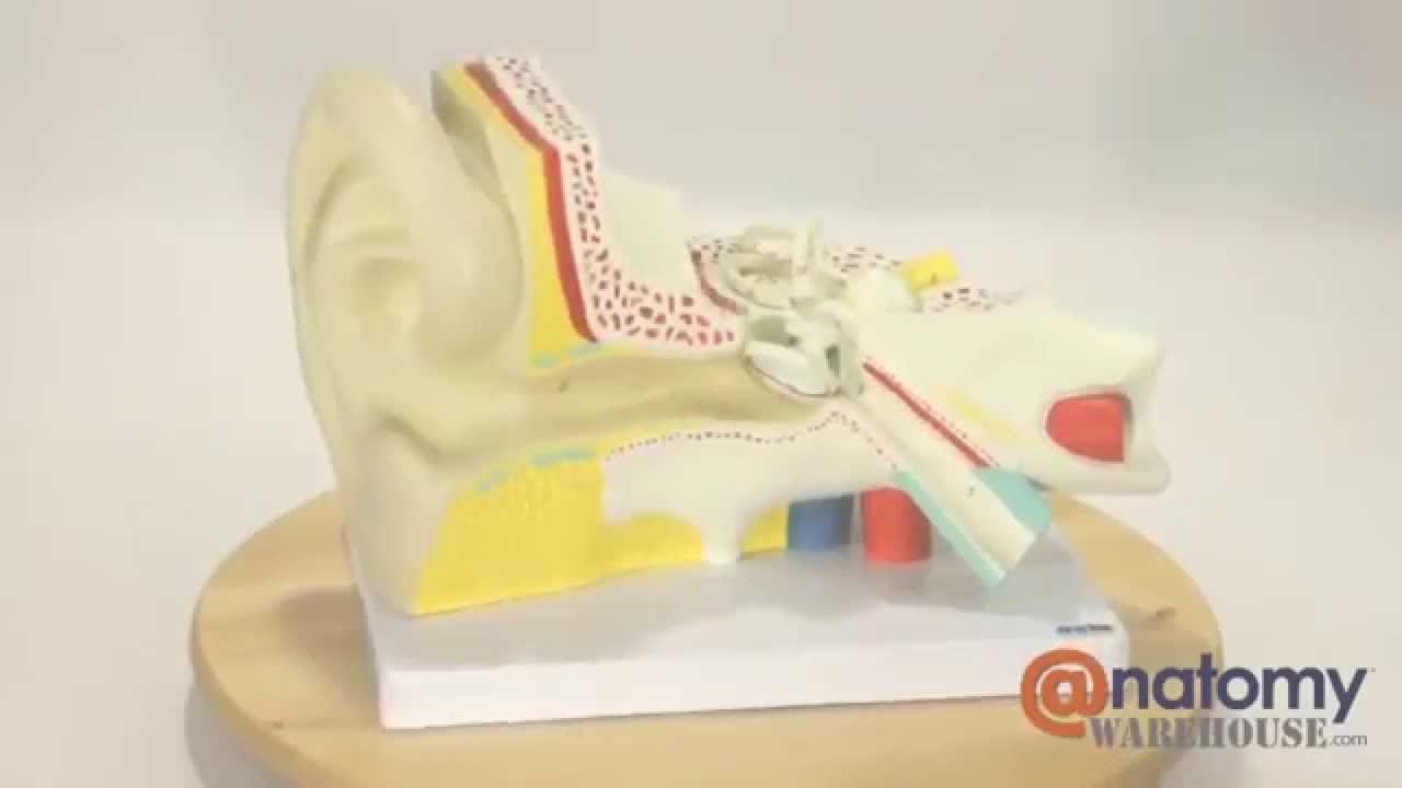 Axis Scientific Oversized 3-Part Human Ear by AnatomyWarehouse.com