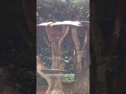 Sumatran Orangutans showing off their swinging and climbing skills #shorts