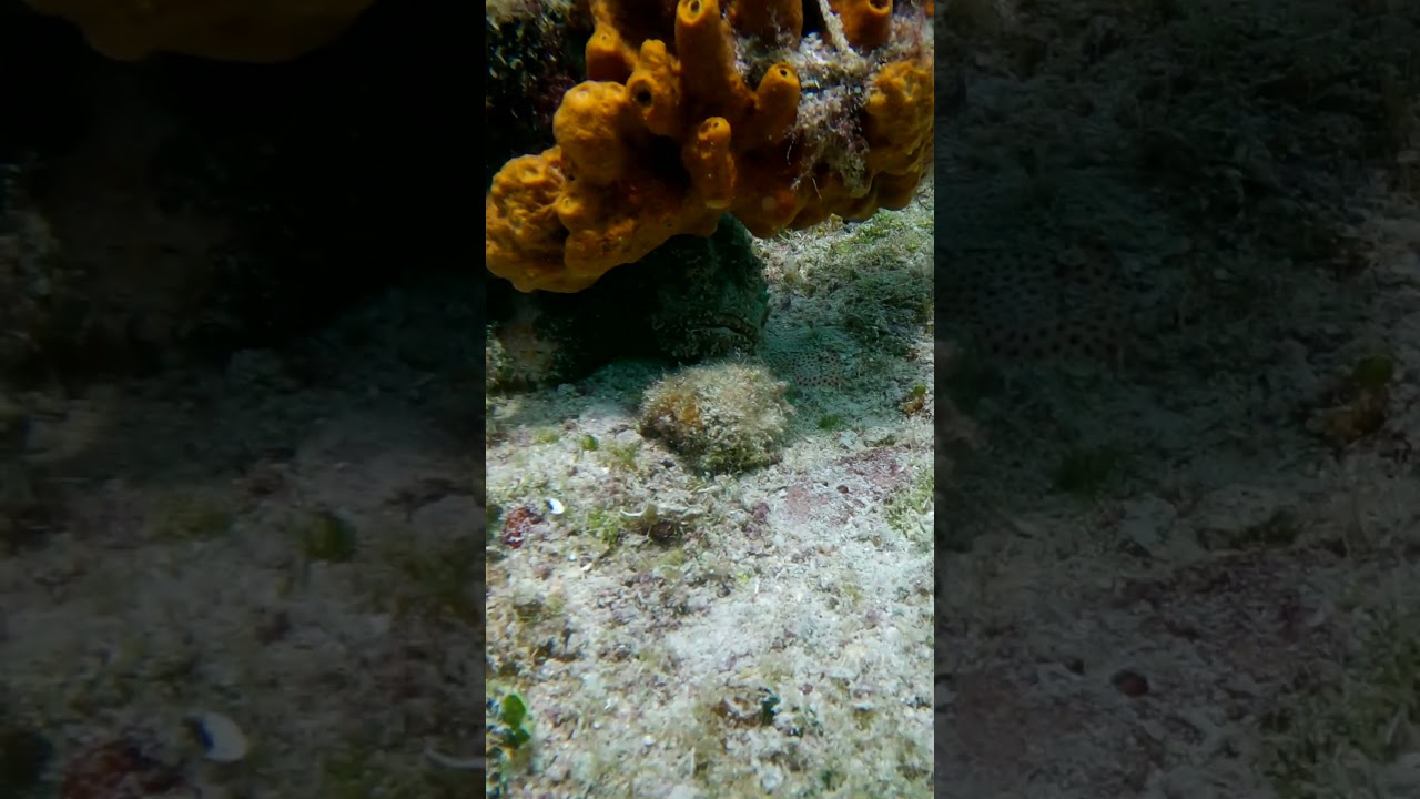 Hiding in Plain Sight #scorpionfish