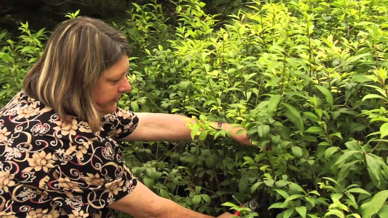 How to Prune Euonymus Alata/Burning Bush Instructional Video w/ Plant Amnesty
