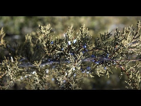 Red Cedar: Friend or Foe? Exploring Management and Markets