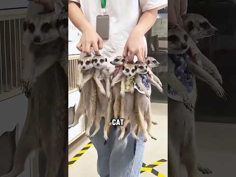 Why Meerkats Love to Hug #animals #meerkat #cute