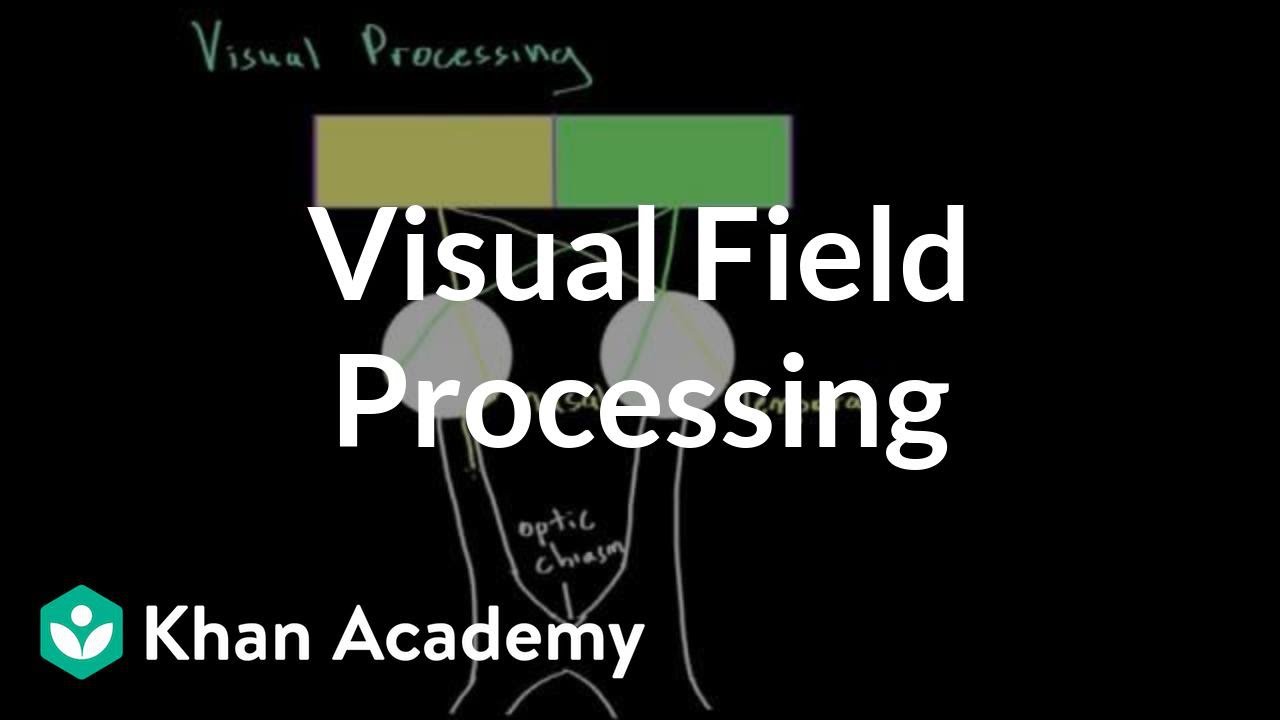 Visual field processing | Processing the Environment | MCAT | Khan Academy