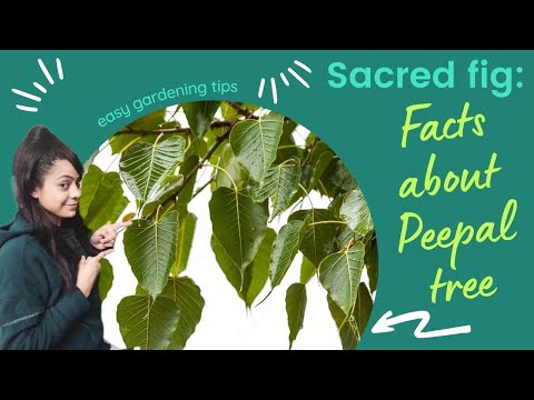 Peepal Tree: Benefits, Uses, Side Effects and many more!