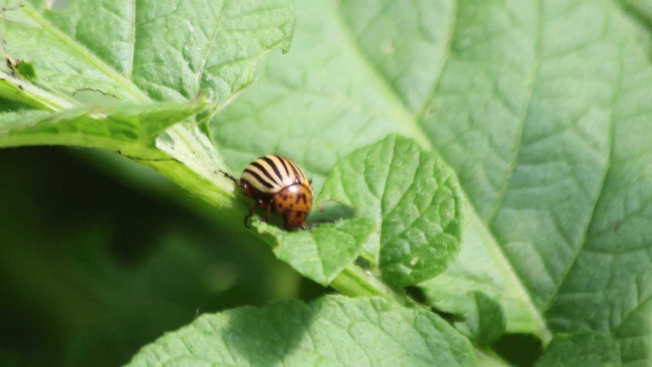 Everything you need to know about the Colorado Potato Beetle