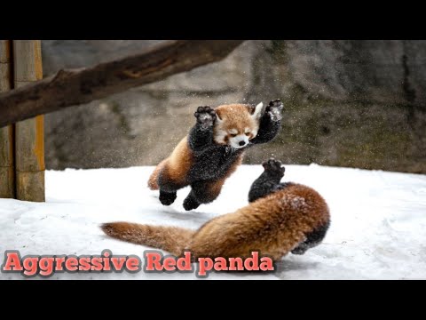 Aggressive red panda. is red panda dangerous to human