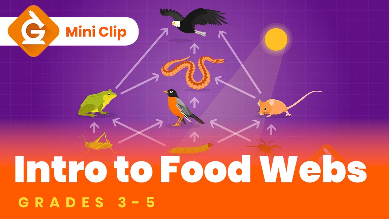 Food Webs & Food Chains for Kids | Fun Lesson for Grades 3-5 | Science