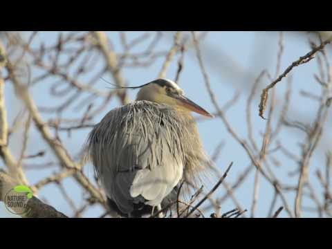 Anthropophony, Geophony and Biophony – Jeremy in Hong Kong