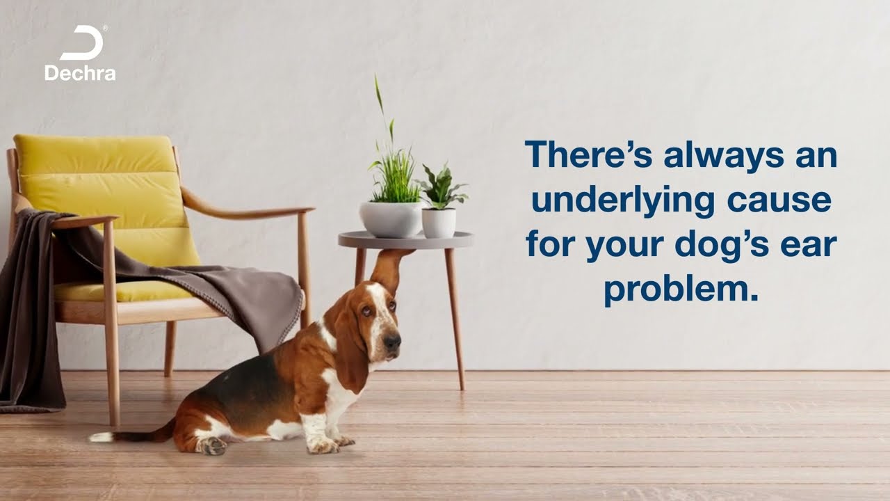 Otitis Externa: Primary causes of ear disease in dogs