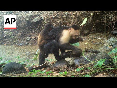 Video captures capuchin monkeys kidnapping howler monkey babies | arabtimes