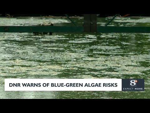 DNR warns of blue-green algae risks