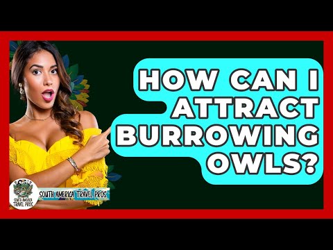 How Can I Attract Burrowing Owls? - South America Travel Pros