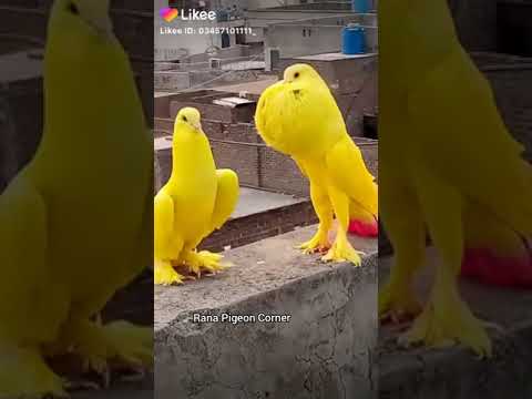 Beautiful Laka Kabootar | Rana Pigeon Cornor