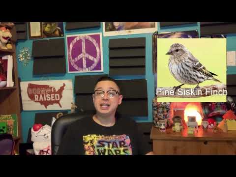 Finch | Symbolism | Possible Spiritual Meaning of Seeing | A Friday Podcast Clip w/ Chris Chaos