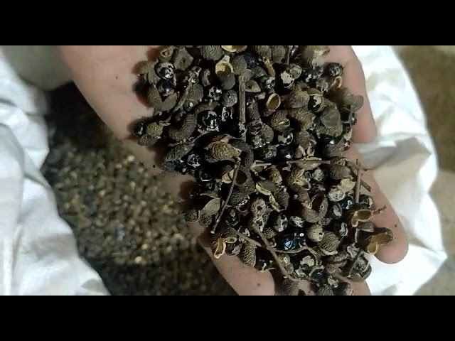 Herbal Fruits - Bindal Phal - Doda - Devdali - Thorn Gourd - Luffa ...