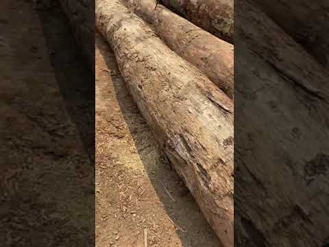 Wenge logs