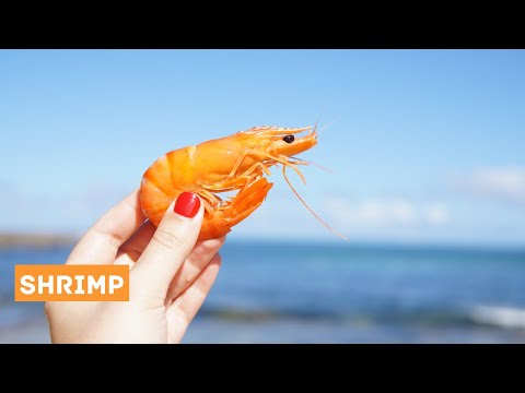 Shrimp Meaning | Word pronounce | English Speaking Practice | English | WordsClasses