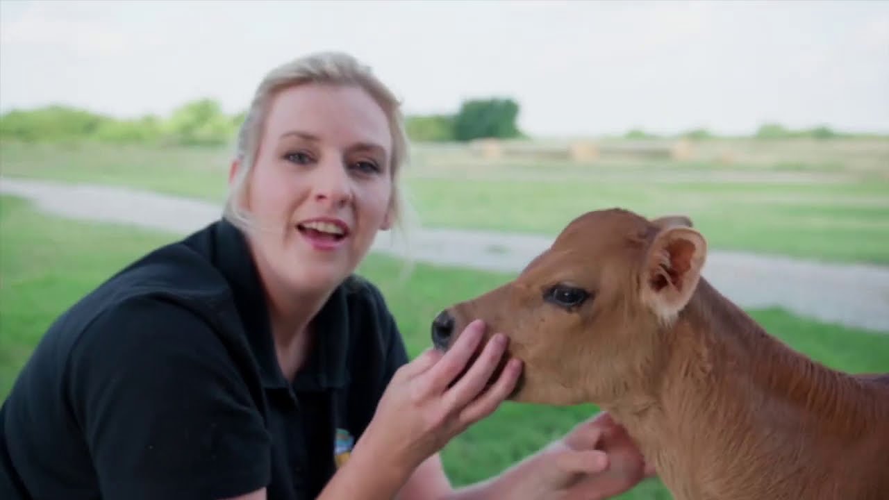 Bring a virtual dairy farm to your classroom