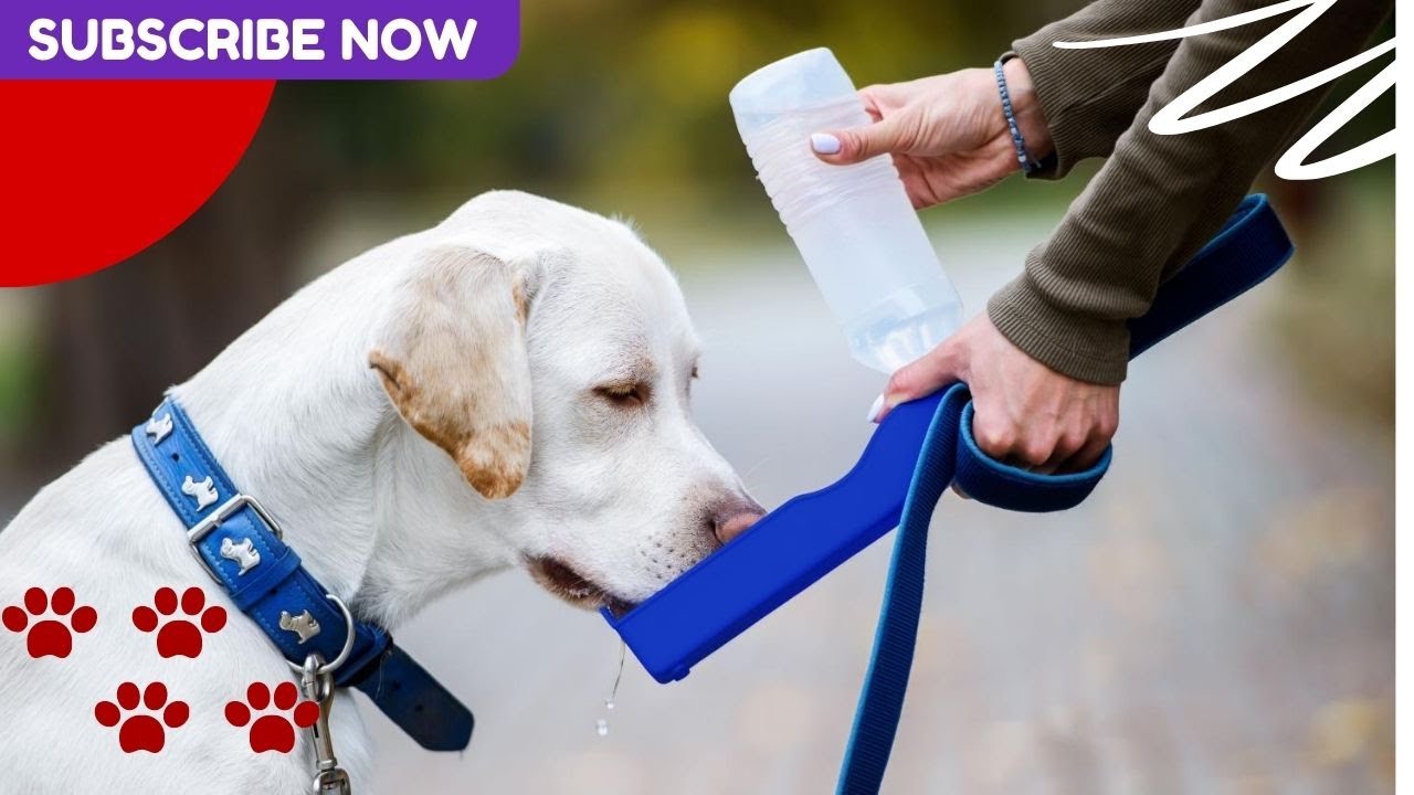 Bebedero para perros, botella para perros 500ml | BronPets©