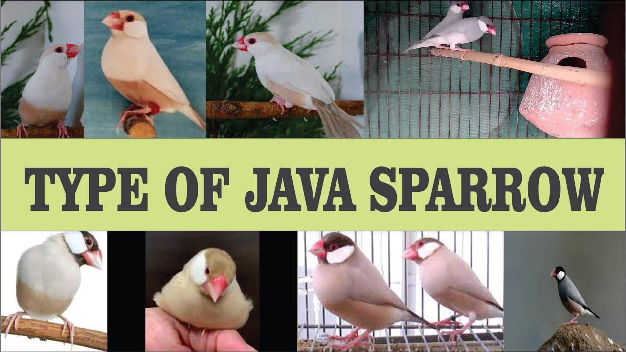 Types Of Java Sparrows | Java Finch Mutations | AB45 Aviary