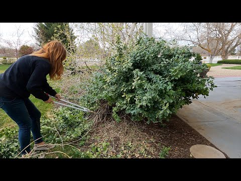 3 Shrub Pruning Projects: Euonymus, Butterfly Bush & Hydrangea Standard! ✂️✂️✂️ // Garden Answer