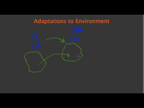 Adaptations to the Environment