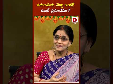 తమలపాకు చెట్టు ఇంట్లో ఉంటే ప్రమాదమా..? || Betel Leaf Plant Benfits || Dial News