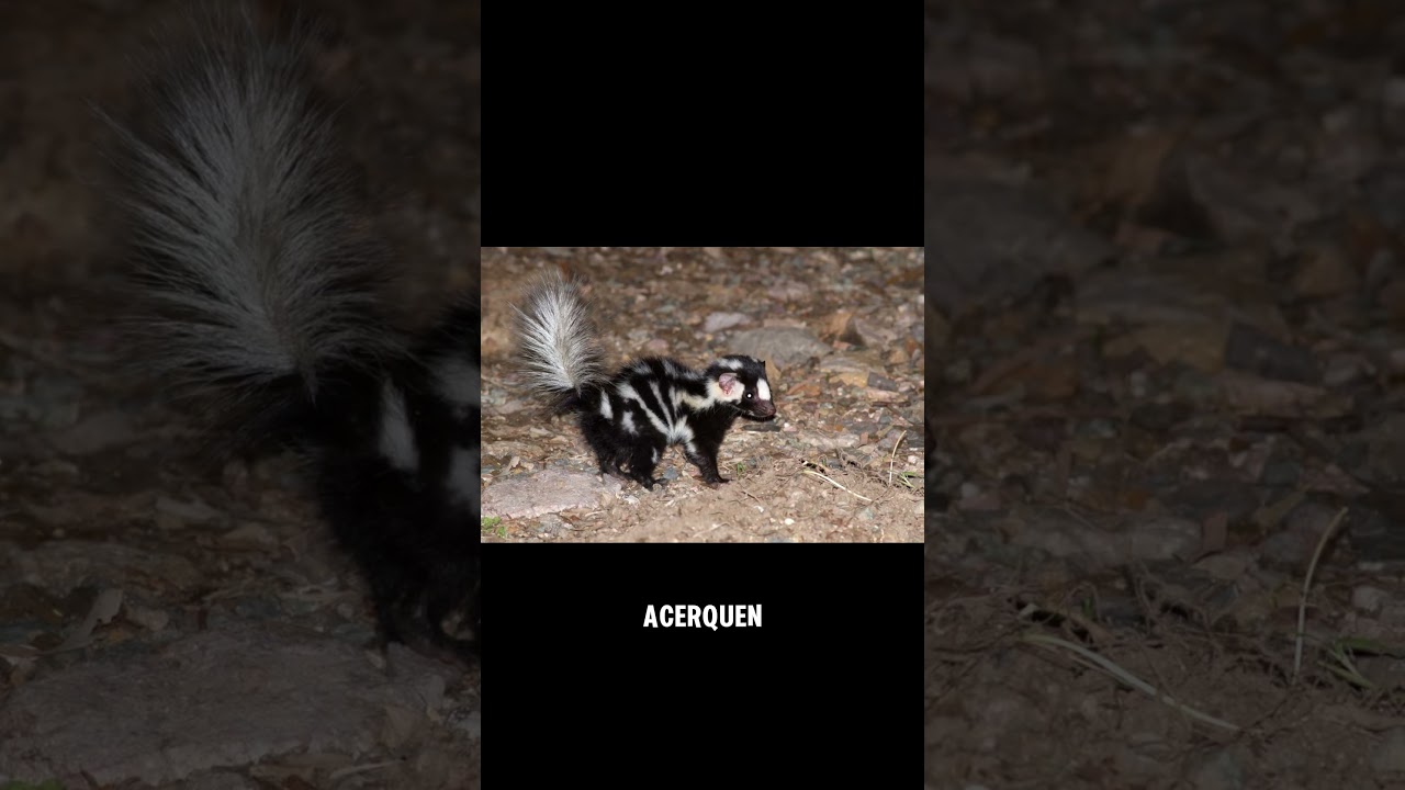 🌟 The Stinky Acrobat! 😱🦨 The Spotted Skunk and His Surprising Defense 🤸‍♂️💨