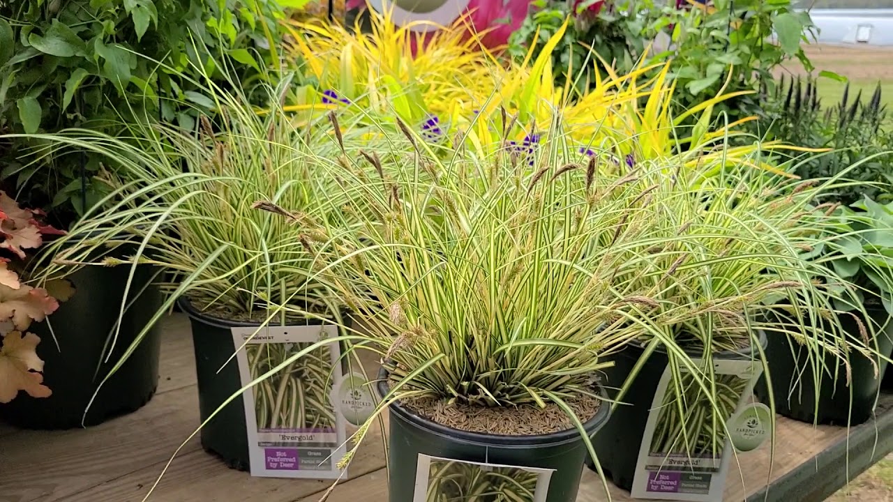 Carex 'Evergold' (Japanese Sedge Grass) // BEAUTIFUL, BRIGHT, Perennial, EASY to GROW grass