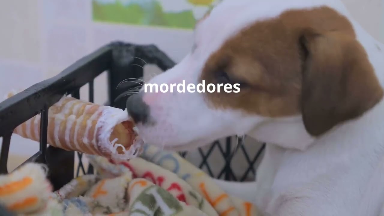 Cuidado Dental para Perros  ¡Guía Completa!