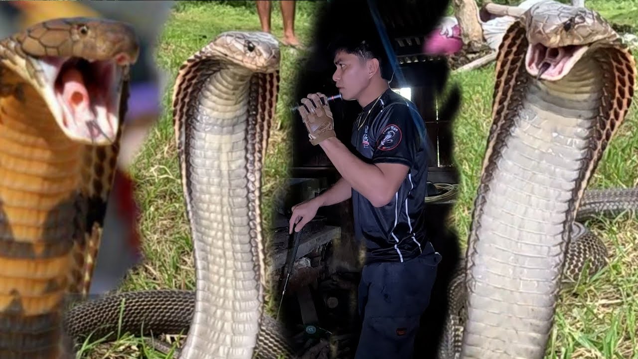 Matitinding Labanan sa Gitna ng Kagubatan: King Cobra at mga Mababagsik ...