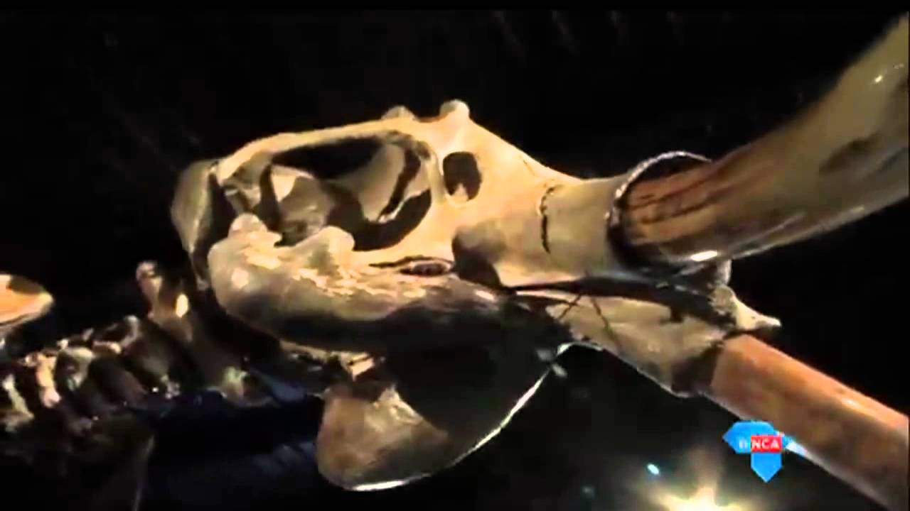 Giant mammoth skeleton sells for millions at UK auction