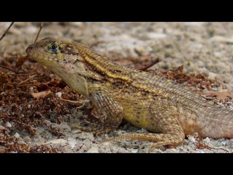 Introduction to Invasive Species