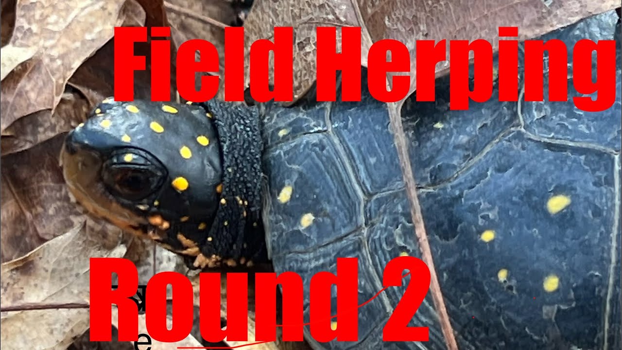 #2 Field Herping & Conservation Thoughts