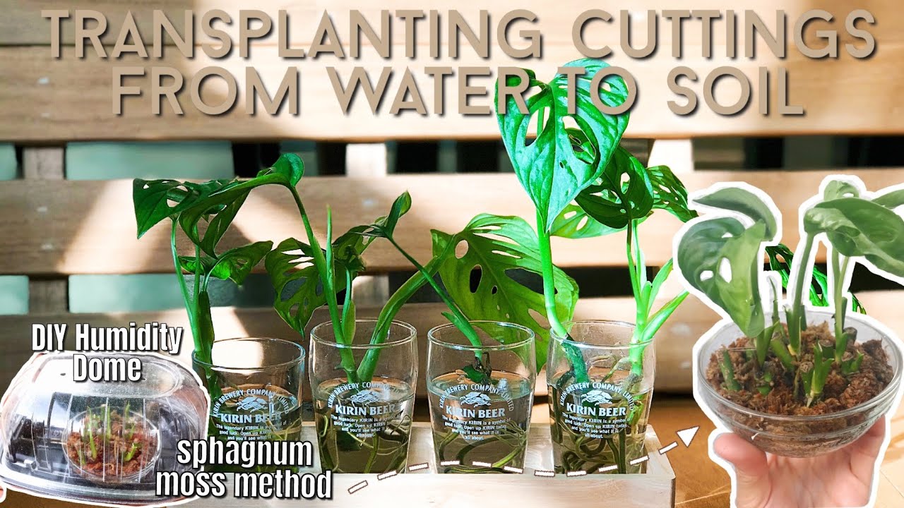 Monstera Adansonii Propagation Using 2 Methods : Water and Sphagnum Moss | DIY Humidity Dome