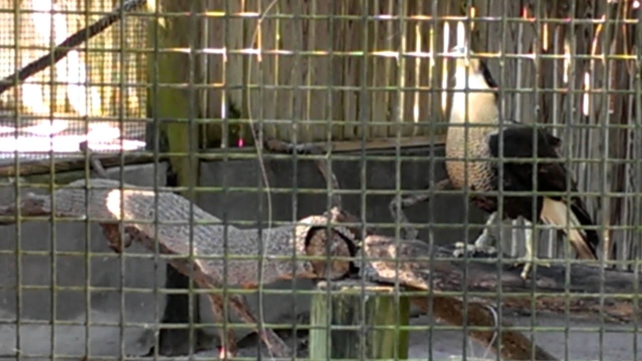 Crested Caracara Vocalizing