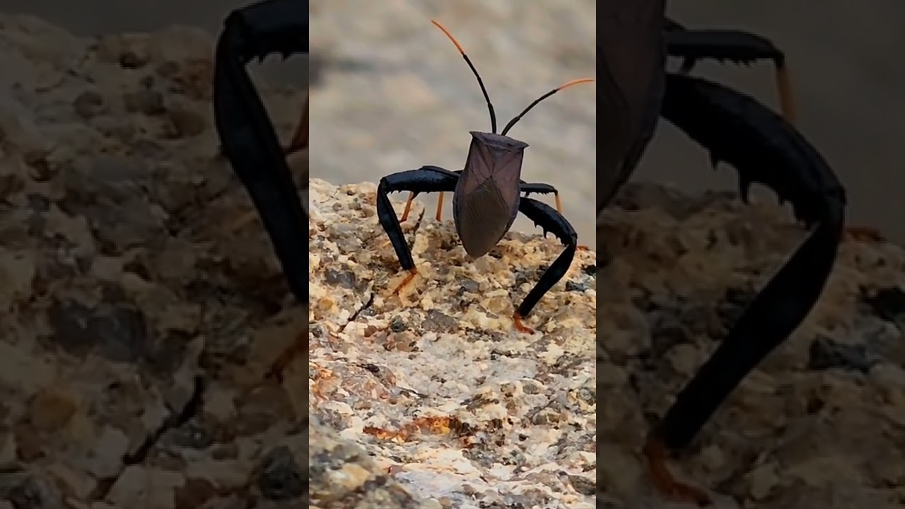 Leaf-Footed Bug flying off #bug #mountains #nature #leaf #flying #arizona