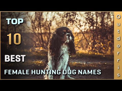 Top 10 Female Hunting Dog Names